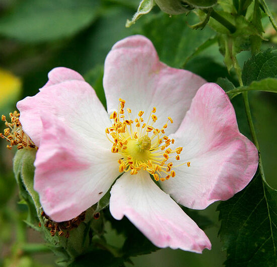 Ricominciamo dalle rose | NAZIONE INDIANA