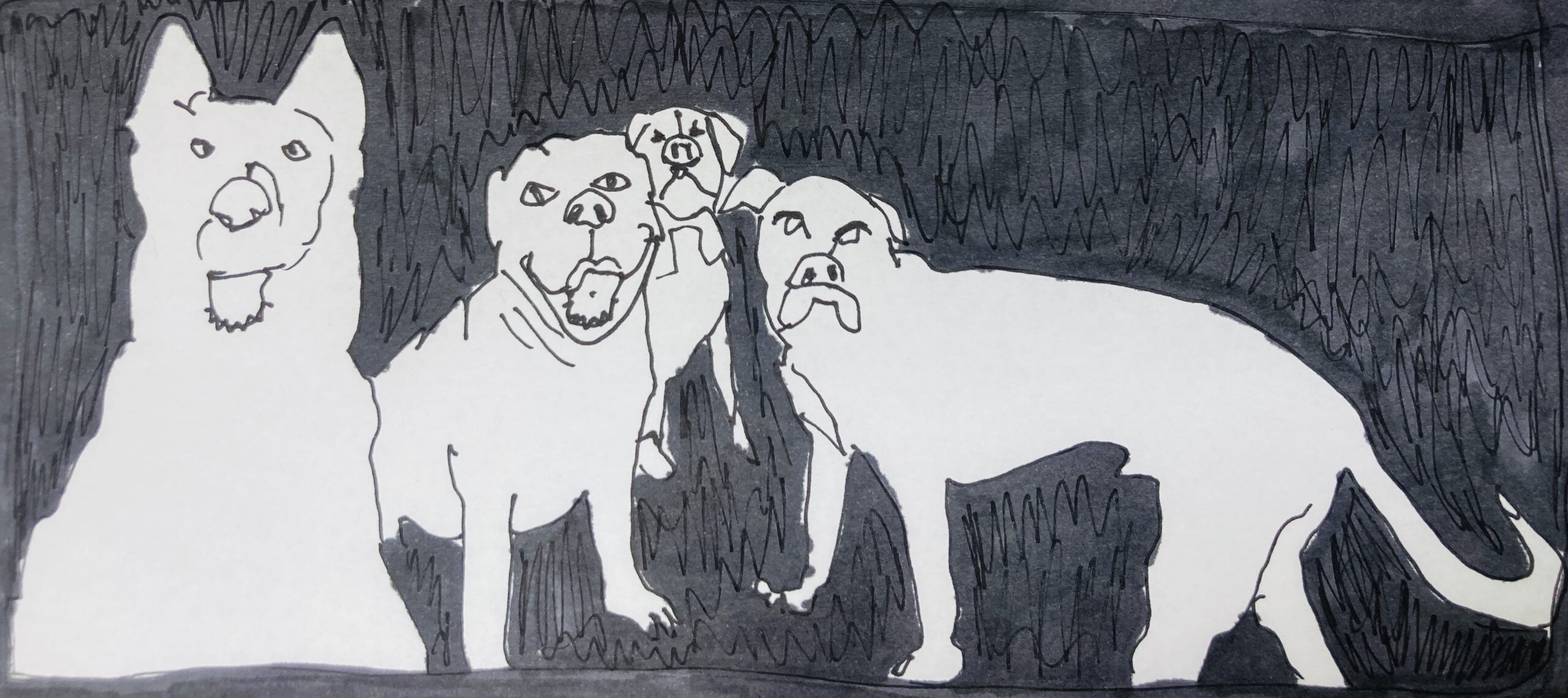 Branchi di cani | NAZIONE INDIANA